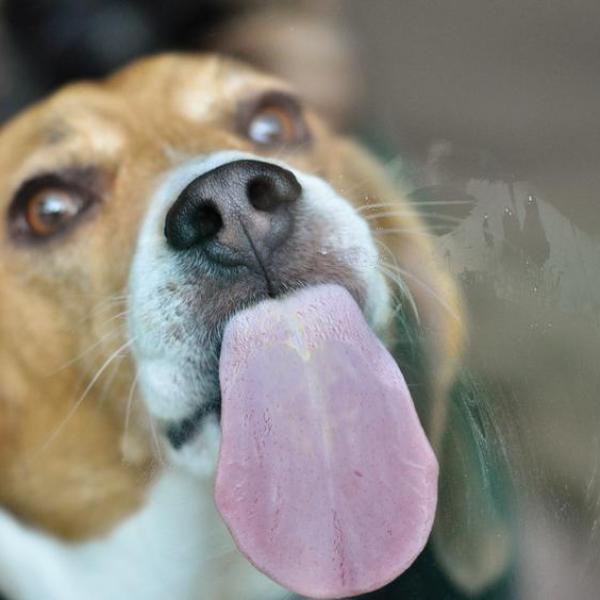 Por Que Cachorro Lambe o Pé do Dono? | Mundo Ecologia