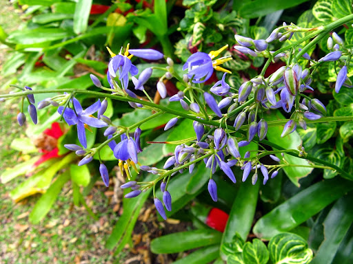 Jardim Com Azulzinha: Ideias de Como Montar e Fotos – Mundo Ecologia