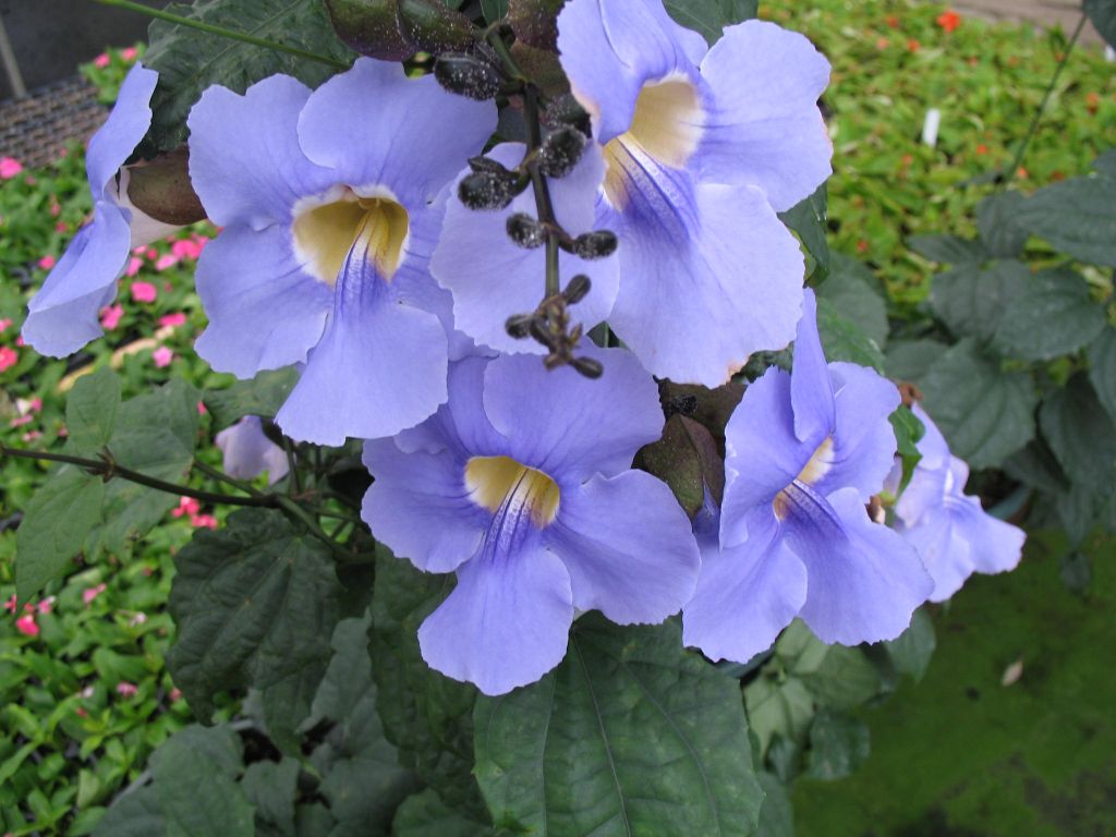 Jardim Com Azulzinha: Ideias de Como Montar e Fotos | Mundo Ecologia