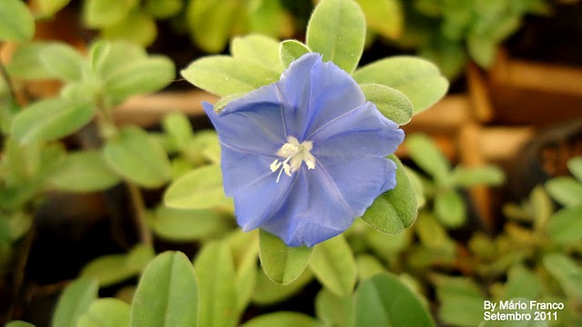 Jardim Com Azulzinha: Ideias de Como Montar e Fotos | Mundo Ecologia