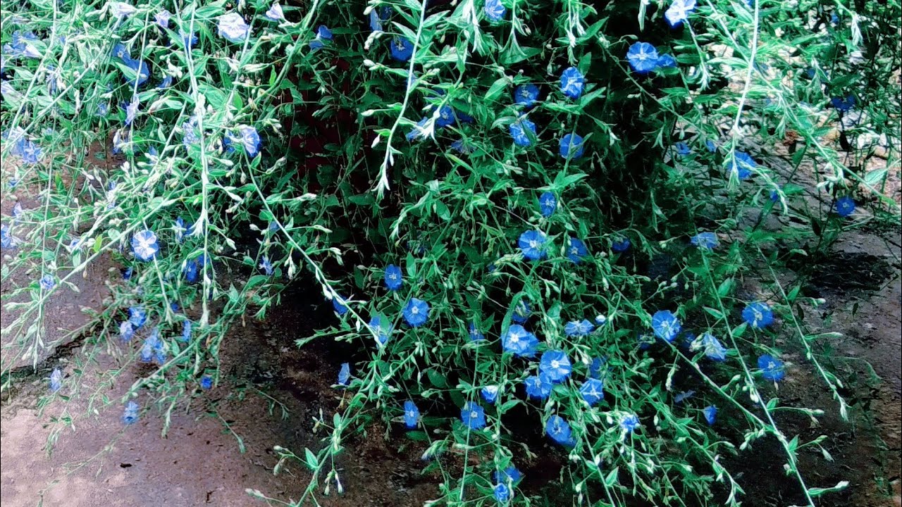 Jardim Com Azulzinha: Ideias de Como Montar e Fotos – Mundo Ecologia
