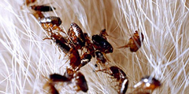 Pulga: Curiosidades e Fatos Interessantes Sobre o Animal | Mundo Ecologia