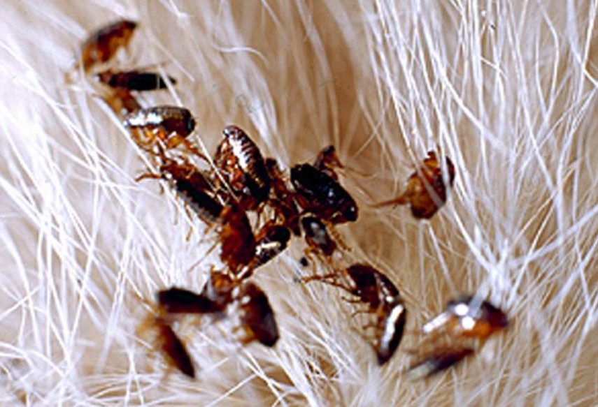 Pulga: Curiosidades e Fatos Interessantes Sobre o Animal – Mundo Ecologia