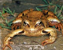 Animais Que Começam Com a Letra R: Nome e Características – Mundo Ecologia