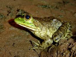 Animais Que Começam Com a Letra R: Nome e Características – Mundo Ecologia