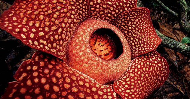 Qual É A Flor Mais Feia Do Mundo? | Mundo Ecologia