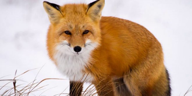 Animais Que Começam Com a Letra R: Nome e Características | Mundo Ecologia