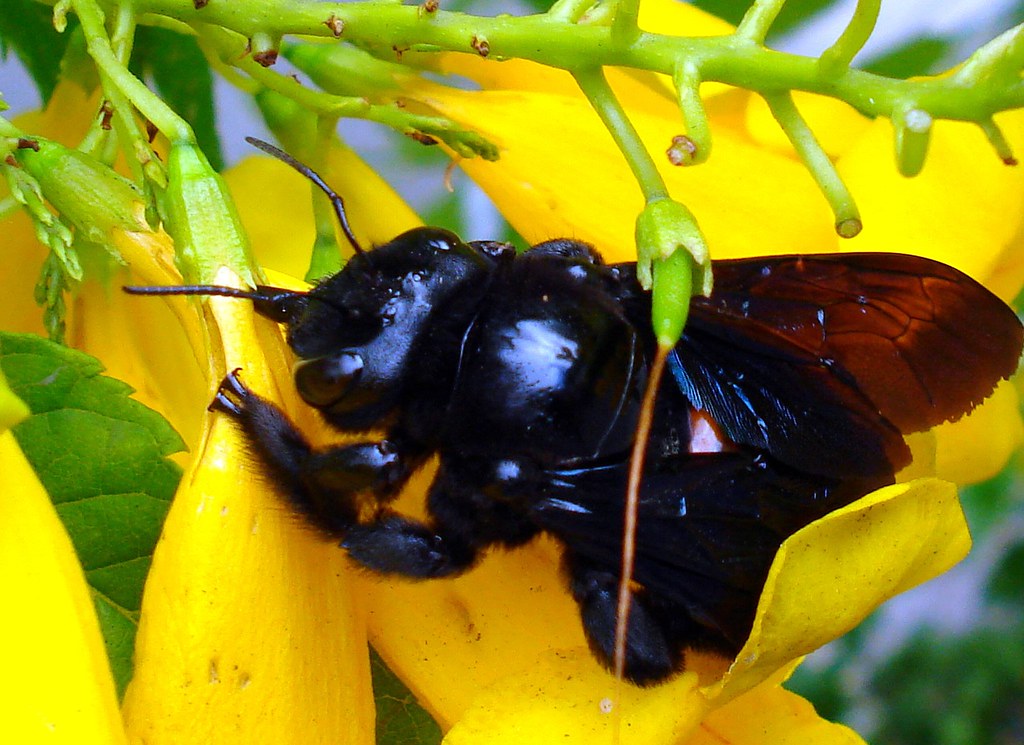 Marimbondo Mamangava: Características, Nome Cientifico e Fotos | Mundo ...