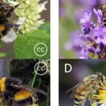 Marimbondo Mamangava: Características, Nome Cientifico e Fotos | Mundo ...