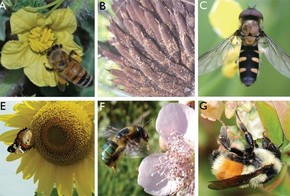 Marimbondo Mamangava: Características, Nome Cientifico e Fotos | Mundo ...
