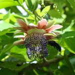 Marimbondo Mamangava: Características, Nome Cientifico e Fotos | Mundo ...