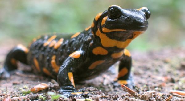 Habitat da Salamandra: Onde Elas Vivem? | Mundo Ecologia