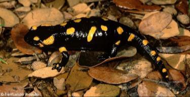 História da Salamandra e Origem do Animal – Mundo Ecologia