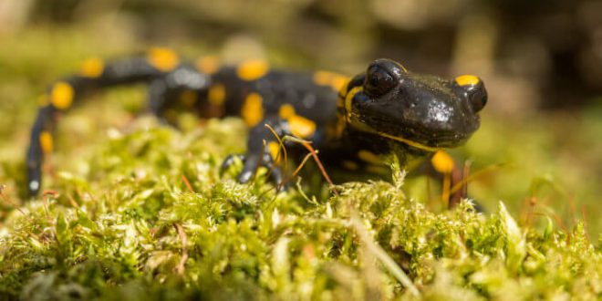 História da Salamandra e Origem do Animal – Mundo Ecologia