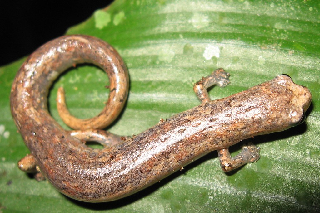 História da Salamandra e Origem do Animal – Mundo Ecologia