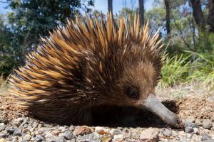 Tudo Sobre a Equidna: Características, Nome Científico e Fotos | Mundo ...
