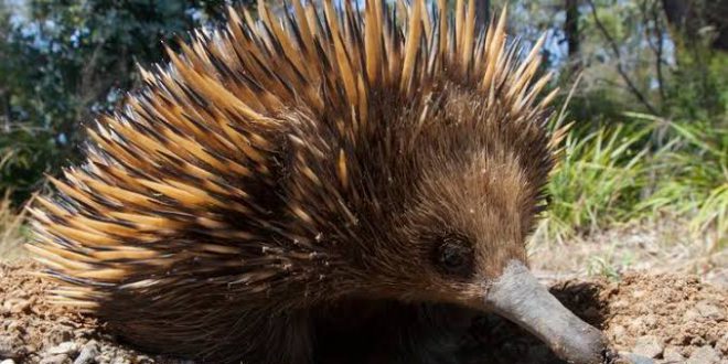 Tudo Sobre a Equidna: Características, Nome Científico e Fotos | Mundo ...