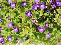 Torênia Curiosidades e Fatos Interessantes Sobre a Planta – Mundo Ecologia