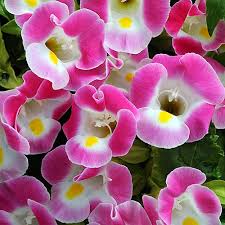 Torênia Curiosidades e Fatos Interessantes Sobre a Planta | Mundo Ecologia