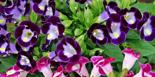 Torênia Curiosidades e Fatos Interessantes Sobre a Planta | Mundo Ecologia