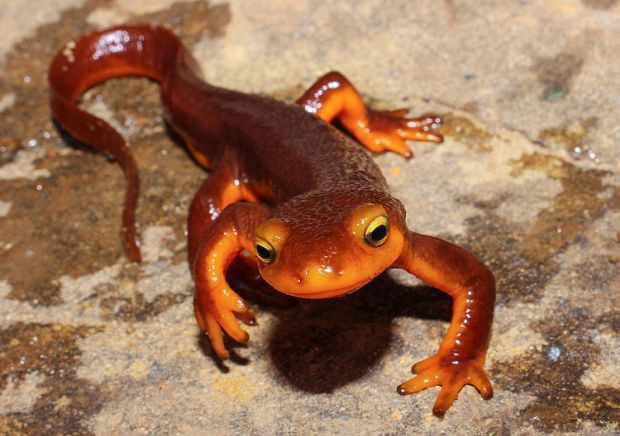 História do Tritão e Origem do Animal – Mundo Ecologia