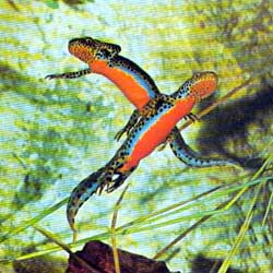 História do Tritão e Origem do Animal | Mundo Ecologia