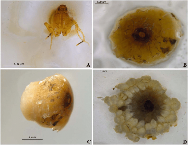 Espécies de Pulgas: Lista com Tipos- Nomes e Fotos | Mundo Ecologia
