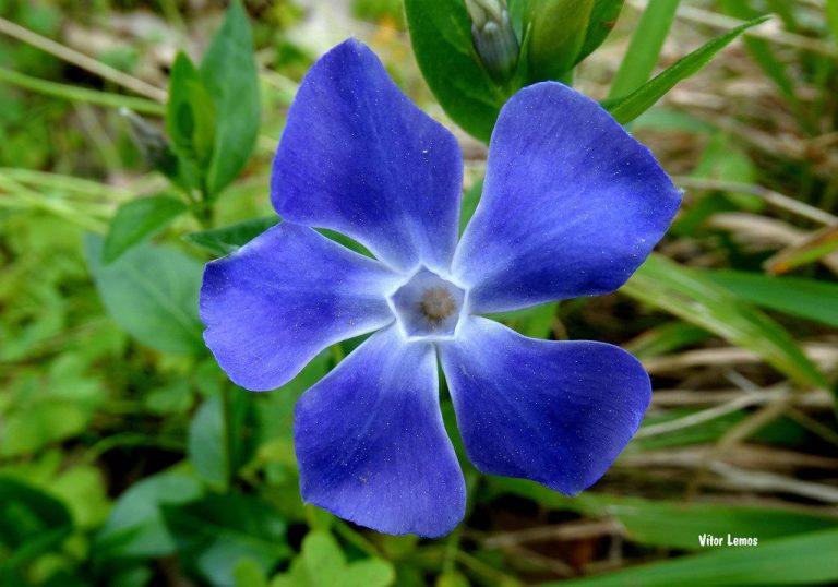 Cores da Planta Vinca: Azul, Amarela, Roxa, Branca e Vermelha | Mundo ...