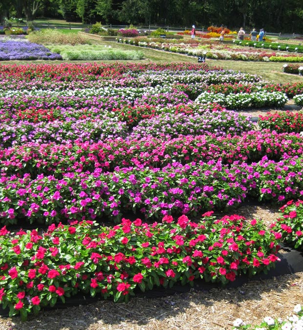 Tudo Sobre A Planta Vinca: Características E Nome Cientifico – Mundo ...