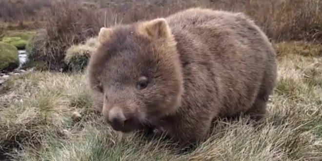 Historia Do Vombate E Origem Do Animal | Mundo Ecologia
