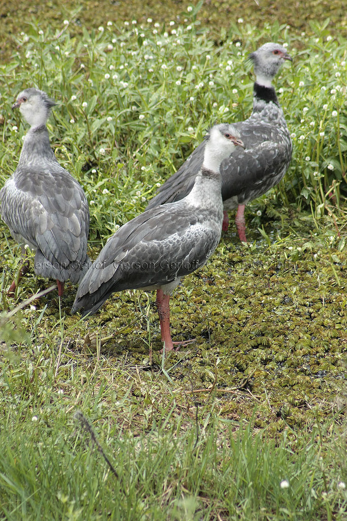 Animais Que Começam Com a Letra X: Nome E Características – Mundo Ecologia