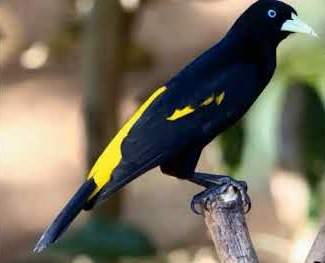 Animais Que Começam Com a Letra X: Nome E Características – Mundo Ecologia