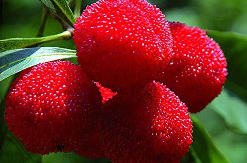 Frutas que Começam com a Letra Y: Nome e Características | Mundo Ecologia