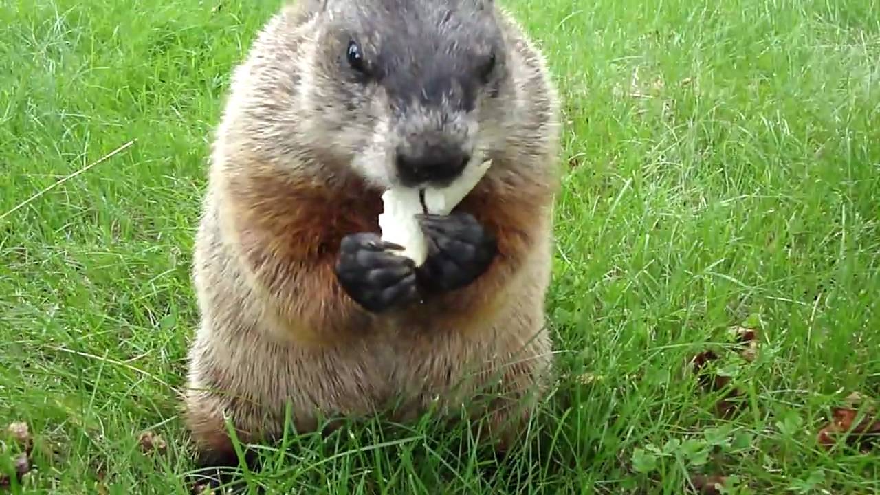 Tudo Sobre o Castor: Características, Nome Científico e Fotos – Mundo ...