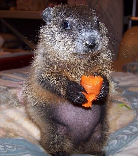 Tudo Sobre o Castor: Características, Nome Científico e Fotos – Mundo ...