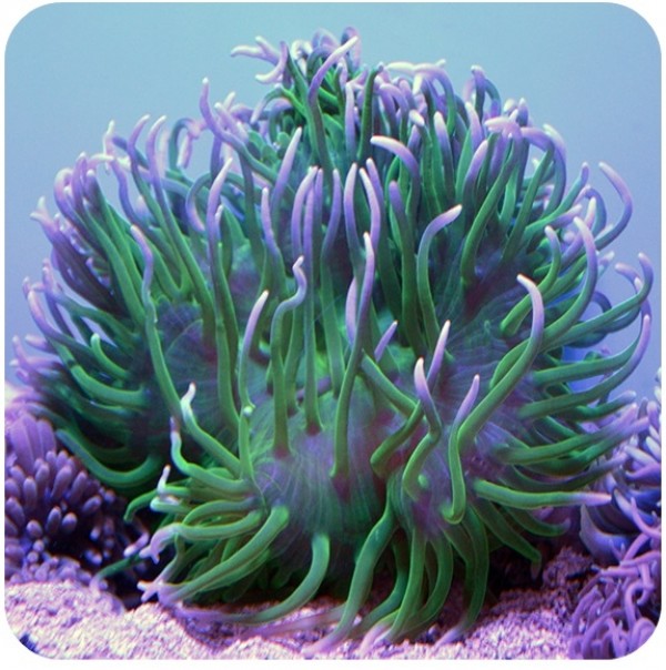 Anêmona Long Tentacle: Características, Nome Científico E Fotos – Mundo ...