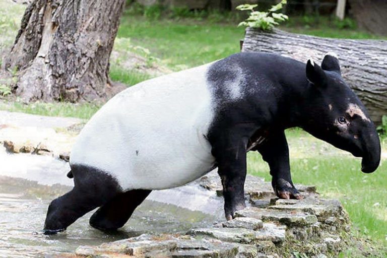 Anta-Asiática: Características, Nome Científico E Fotos | Mundo Ecologia