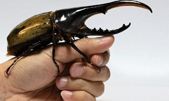 Espécies de Besouros: Lista Com Tipos, Nomes e Fotos – Mundo Ecologia