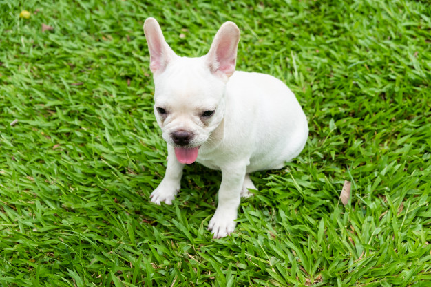 Tudo Sobre a Raça Buldogue: Características e Fotos – Mundo Ecologia