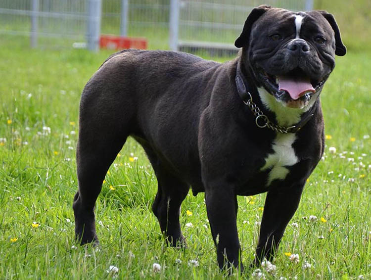 Tudo Sobre a Raça Buldogue: Características e Fotos – Mundo Ecologia
