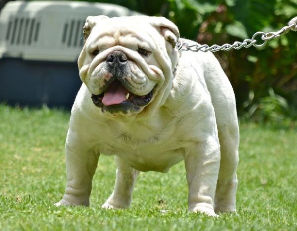Tudo Sobre a Raça Buldogue: Características e Fotos – Mundo Ecologia