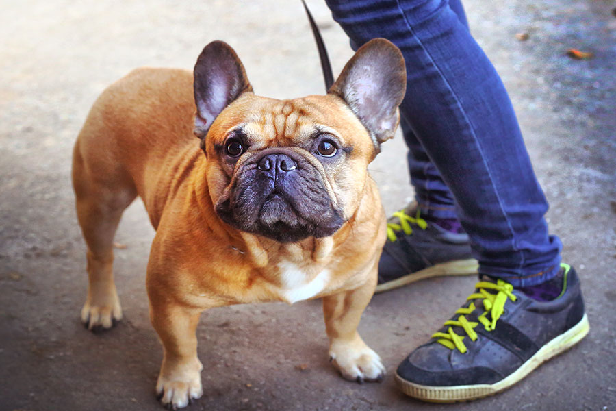 Tudo Sobre a Raça Buldogue: Características e Fotos – Mundo Ecologia