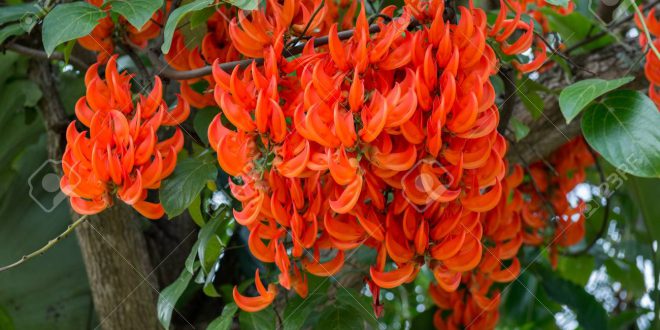 Flores Que Começam Com a Letra B: Nome e Características | Mundo Ecologia
