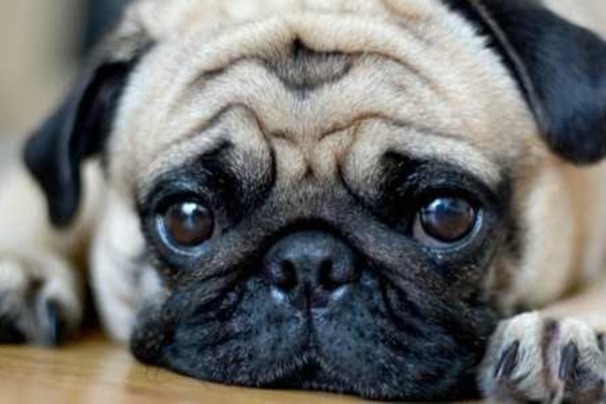 Tudo Sobre a Raça de Cachorro Pug: Características e Fotos – Mundo Ecologia