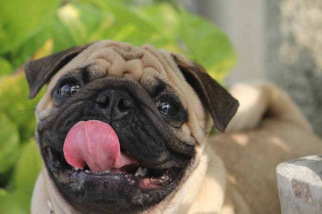 Tudo Sobre a Raça de Cachorro Pug: Características e Fotos – Mundo Ecologia