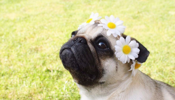 Tudo Sobre a Raça de Cachorro Pug: Características e Fotos – Mundo Ecologia