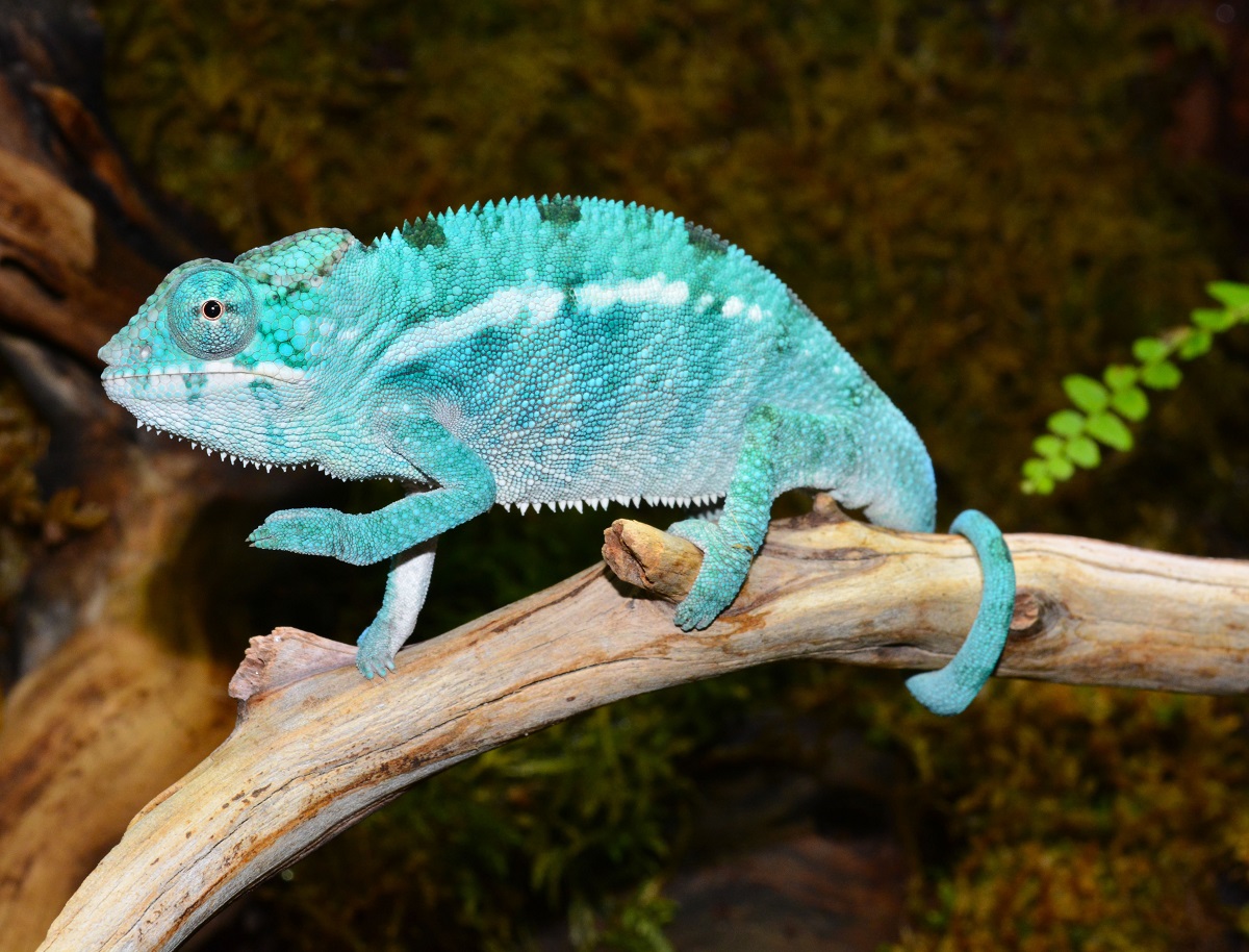 História Do Camaleão E Origem Do Animal – Mundo Ecologia