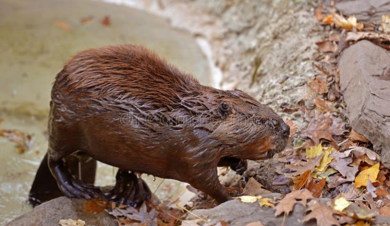 Tudo Sobre o Castor: Características, Nome Científico e Fotos – Mundo ...