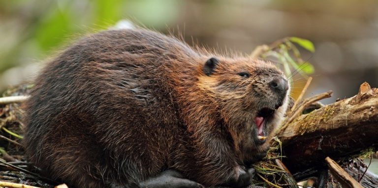 Tudo Sobre o Castor: Características, Nome Científico e Fotos – Mundo ...