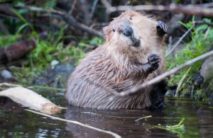 Tudo Sobre o Castor: Características, Nome Científico e Fotos – Mundo ...